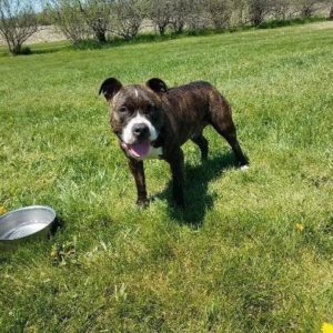 Dogs | Fort Defiance Humane Society | Fort Defiance, OH