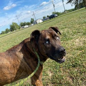 Dogs | Fort Defiance Humane Society | Fort Defiance, OH