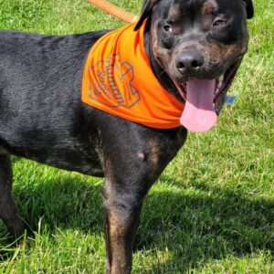 Dogs | Fort Defiance Humane Society | Fort Defiance, OH