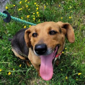Dogs | Fort Defiance Humane Society | Fort Defiance, OH