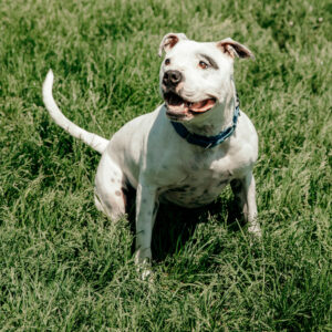 Dogs | Fort Defiance Humane Society | Fort Defiance, OH