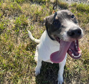 Dogs | Fort Defiance Humane Society | Fort Defiance, OH