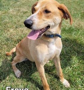 Dogs | Fort Defiance Humane Society | Fort Defiance, OH