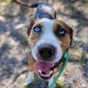 Dogs | Fort Defiance Humane Society | Fort Defiance, OH