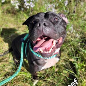 Dogs | Fort Defiance Humane Society | Fort Defiance, OH