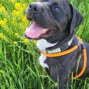 Dogs | Fort Defiance Humane Society | Fort Defiance, OH