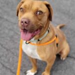 Dogs | Fort Defiance Humane Society | Fort Defiance, OH