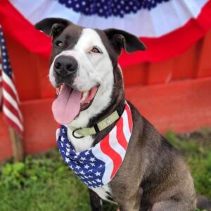 Dogs | Fort Defiance Humane Society | Fort Defiance, OH