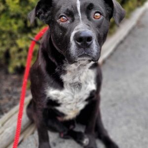 Dogs | Fort Defiance Humane Society | Fort Defiance, OH