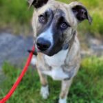 Dogs | Fort Defiance Humane Society | Fort Defiance, OH
