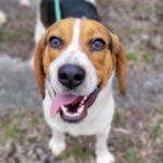 Dogs | Fort Defiance Humane Society | Fort Defiance, OH