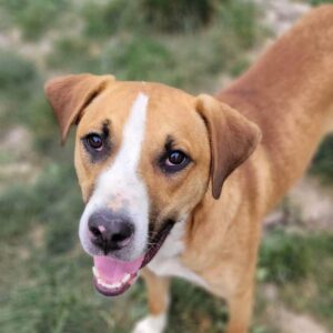 Dogs | Fort Defiance Humane Society | Fort Defiance, OH