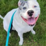 Dogs | Fort Defiance Humane Society | Fort Defiance, OH