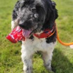 Dogs | Fort Defiance Humane Society | Fort Defiance, OH