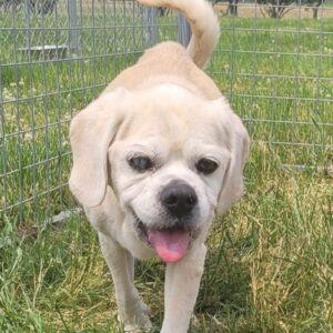 Dogs | Fort Defiance Humane Society | Fort Defiance, OH