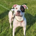 Dogs | Fort Defiance Humane Society | Fort Defiance, OH