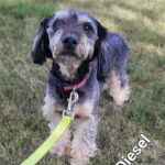 Dogs | Fort Defiance Humane Society | Fort Defiance, OH