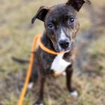 Dogs | Fort Defiance Humane Society | Fort Defiance, OH