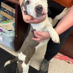 Dogs | Fort Defiance Humane Society | Fort Defiance, OH