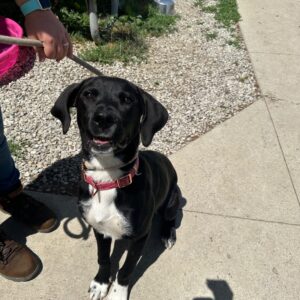 Dogs | Fort Defiance Humane Society | Fort Defiance, OH