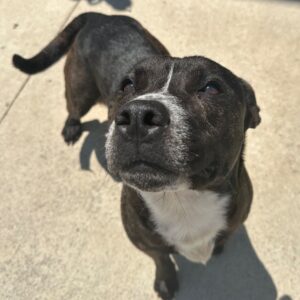 Dogs | Fort Defiance Humane Society | Fort Defiance, OH