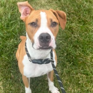 Dogs | Fort Defiance Humane Society | Fort Defiance, OH