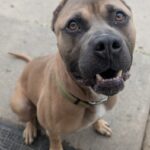 Dogs | Fort Defiance Humane Society | Fort Defiance, OH