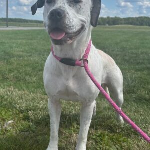 Dogs | Fort Defiance Humane Society | Fort Defiance, OH
