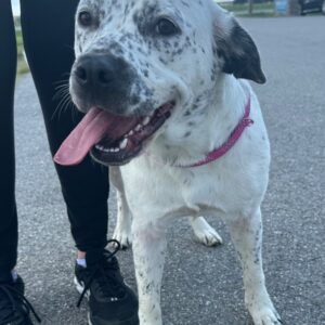 Dogs | Fort Defiance Humane Society | Fort Defiance, OH