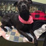 Dogs | Fort Defiance Humane Society | Fort Defiance, OH