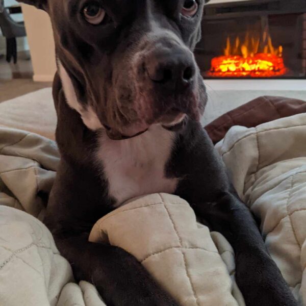 Dogs | Fort Defiance Humane Society | Fort Defiance, OH