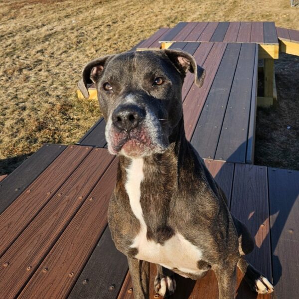 Dogs | Fort Defiance Humane Society | Fort Defiance, OH