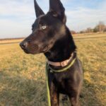 Dogs | Fort Defiance Humane Society | Fort Defiance, OH