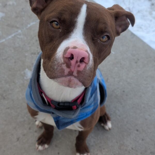 Dogs | Fort Defiance Humane Society | Fort Defiance, OH