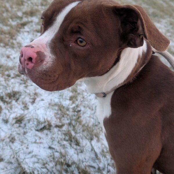 Dogs | Fort Defiance Humane Society | Fort Defiance, OH