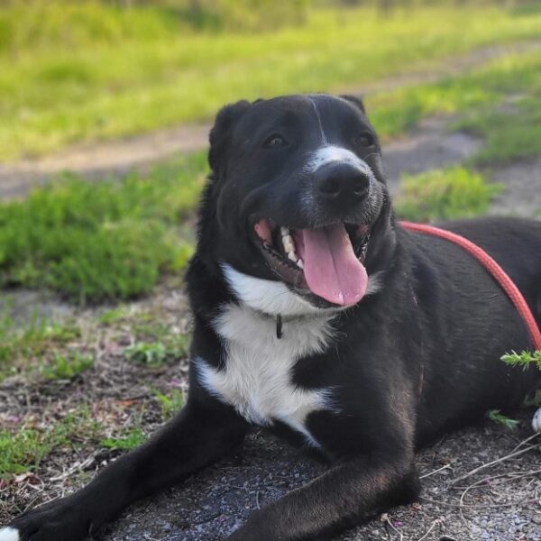 Dogs | Fort Defiance Humane Society | Fort Defiance, OH
