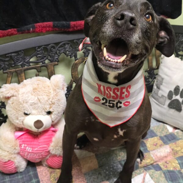 Dogs | Fort Defiance Humane Society | Fort Defiance, OH