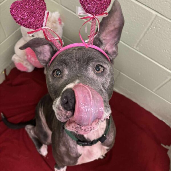 Dogs | Fort Defiance Humane Society | Fort Defiance, OH