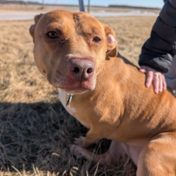 Dogs | Fort Defiance Humane Society | Fort Defiance, OH