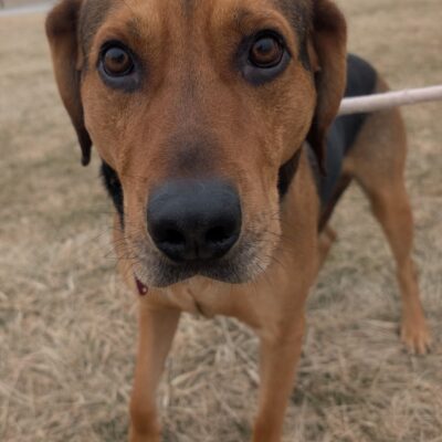 Dogs | Fort Defiance Humane Society | Fort Defiance, OH