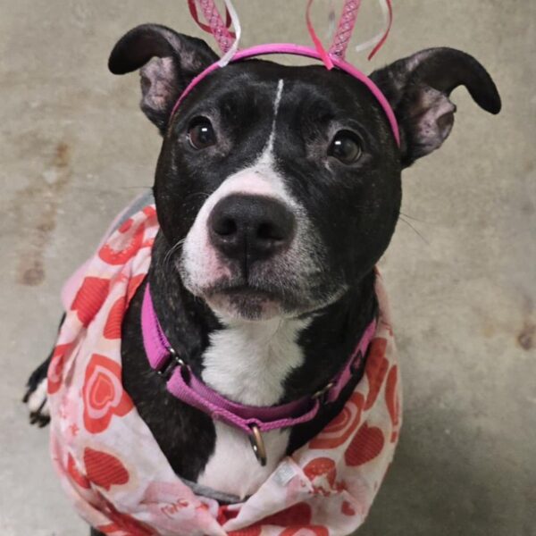 Dogs | Fort Defiance Humane Society | Fort Defiance, OH