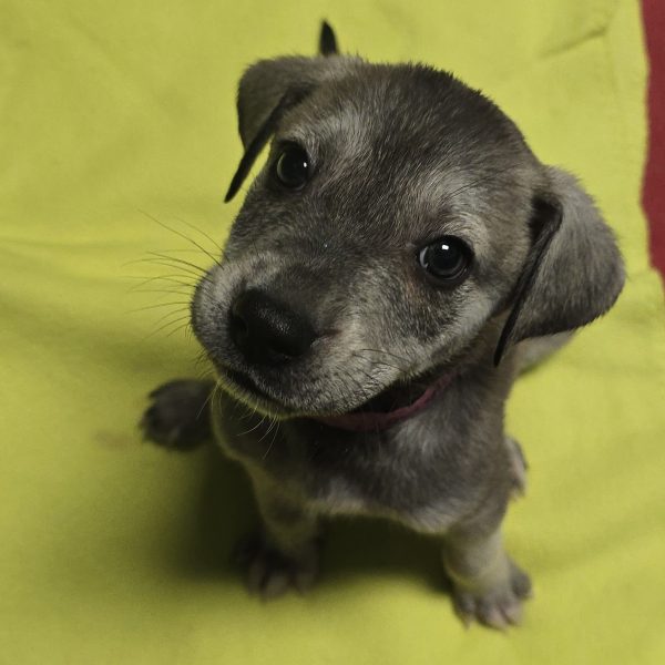 Dogs | Fort Defiance Humane Society | Fort Defiance, OH