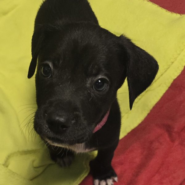 Dogs | Fort Defiance Humane Society | Fort Defiance, OH