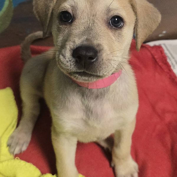 Dogs | Fort Defiance Humane Society | Fort Defiance, OH