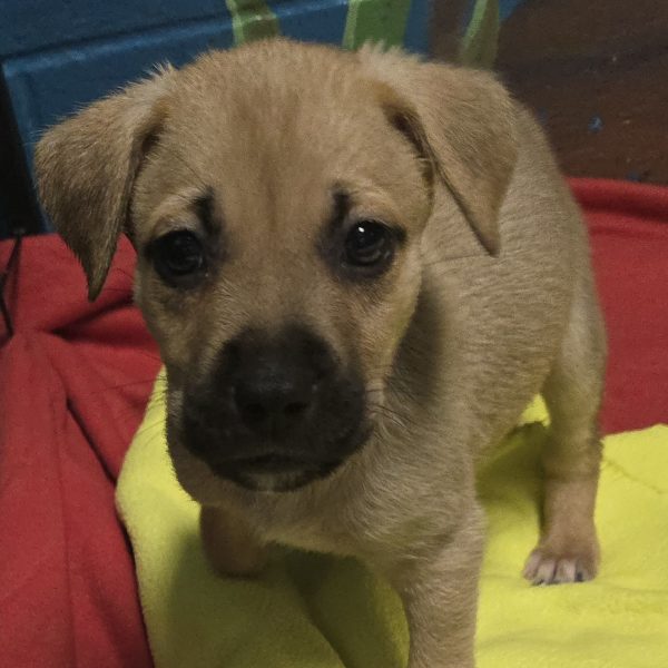 Dogs | Fort Defiance Humane Society | Fort Defiance, OH