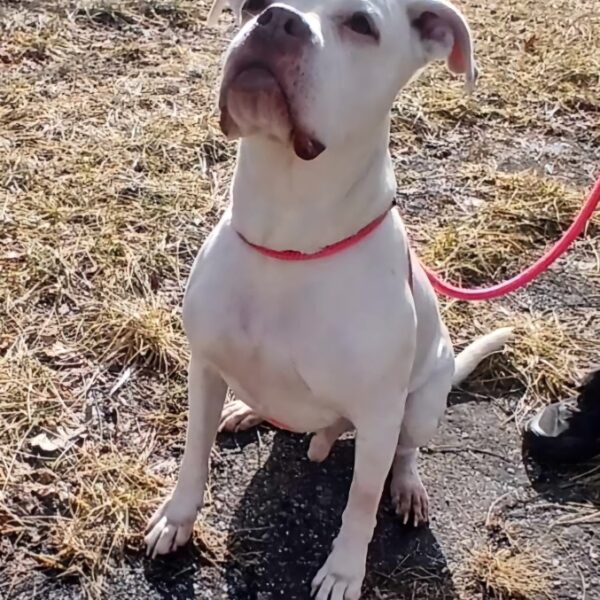 Dogs | Fort Defiance Humane Society | Fort Defiance, OH