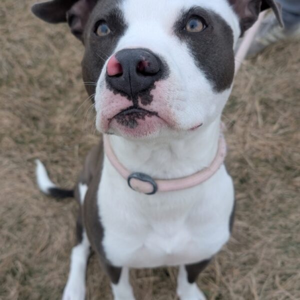 Dogs | Fort Defiance Humane Society | Fort Defiance, OH