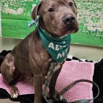 Dogs | Fort Defiance Humane Society | Fort Defiance, OH