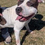 Dogs | Fort Defiance Humane Society | Fort Defiance, OH