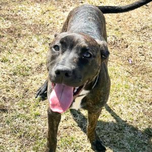 Dogs | Fort Defiance Humane Society | Fort Defiance, OH